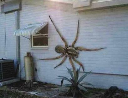 The Real Or Fake Game (What Is Real And What Is Fake) - ProProfs Quiz