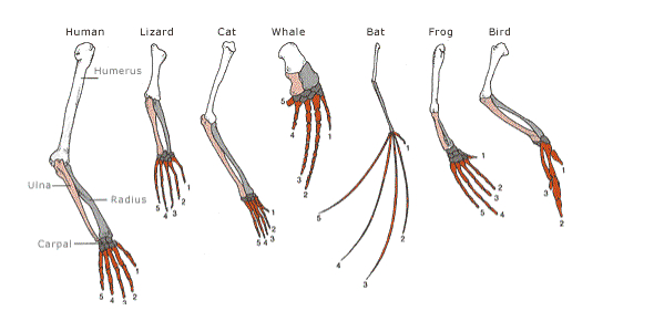 What Are The Two Major Concepts Of Comparative Anatomy ProProfs Discuss